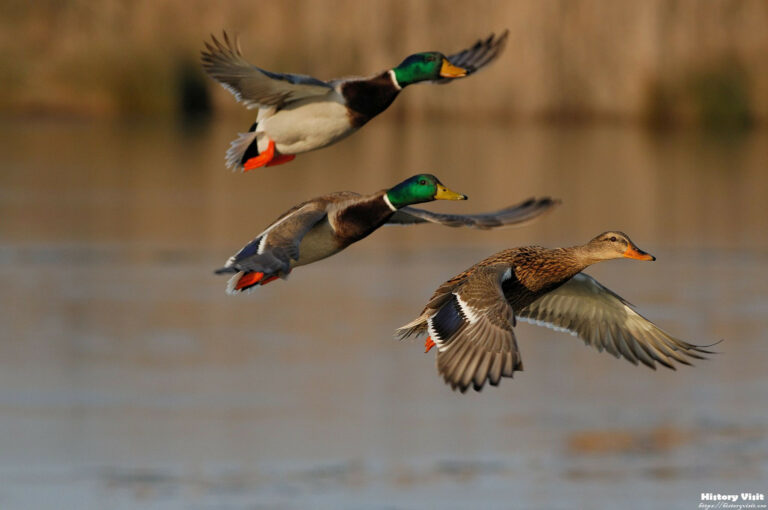 Duck Hunting Season Texas: A Tradition of Conservation and Sport ...