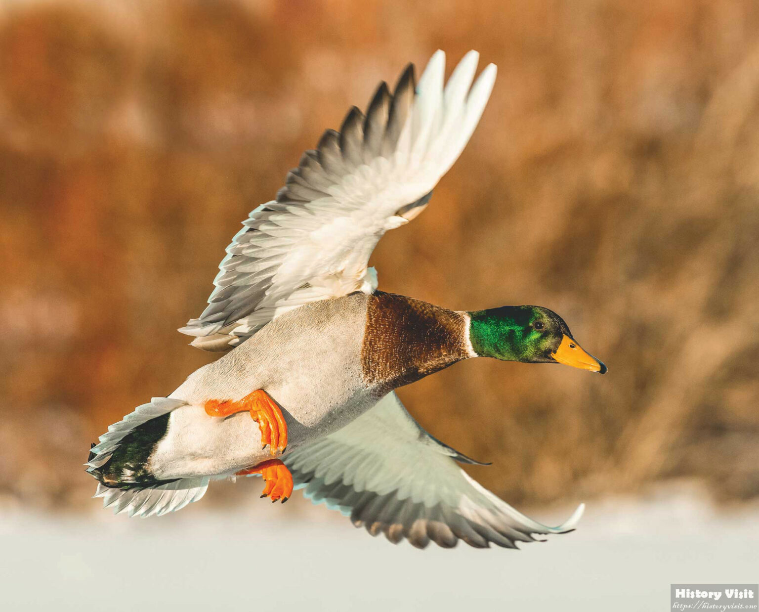Duck Hunting: A Legacy of Tradition and Conservation - History Visit