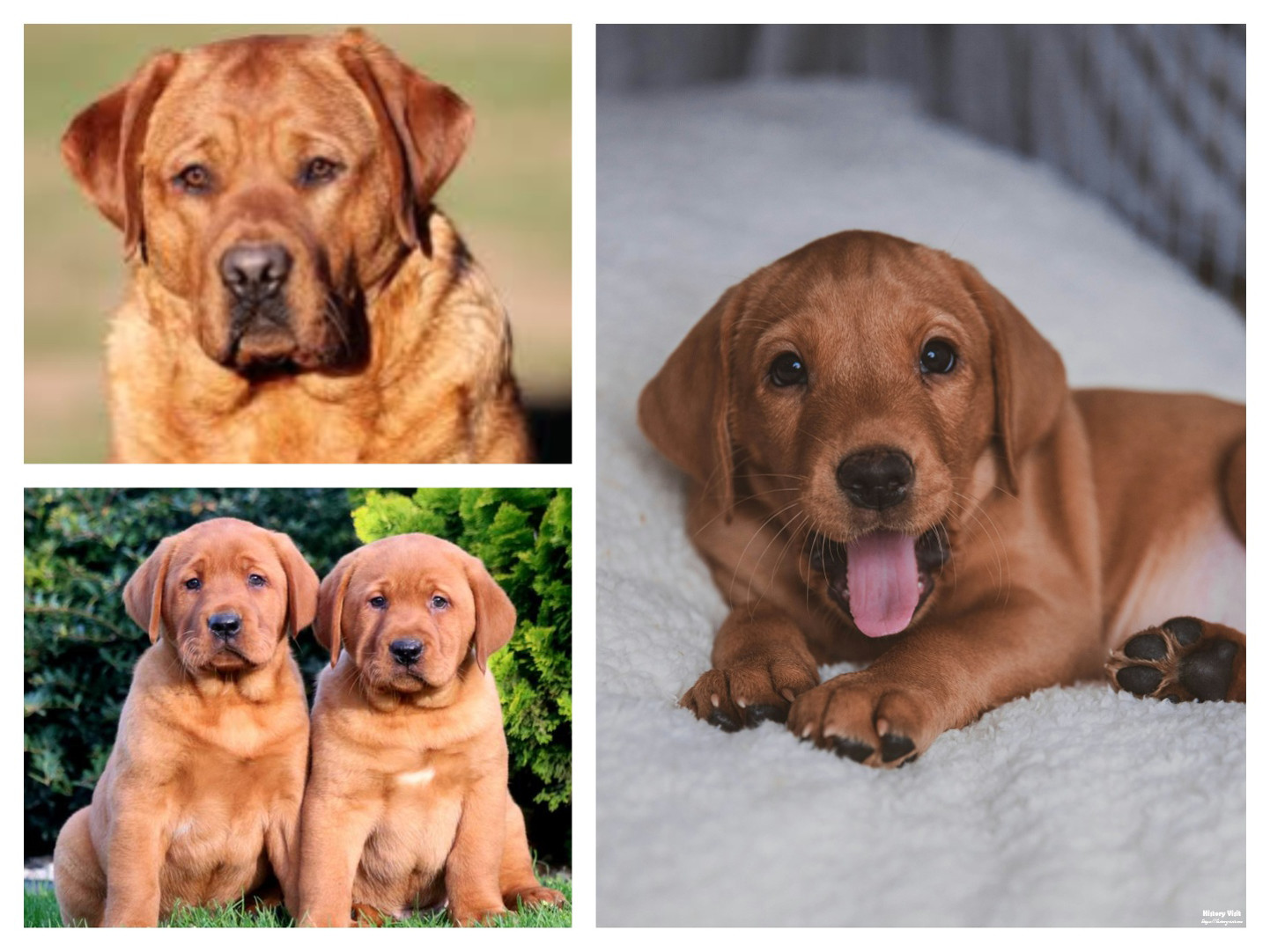 Red Fox Lab: A Unique Labrador Retriever Variant - History Visit