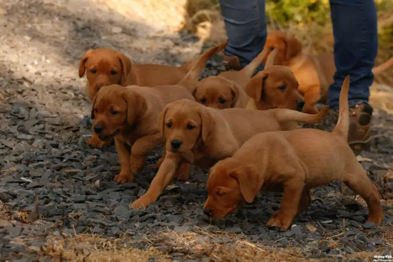 Fox Red Labrador Retriever Puppies: Secrets to Raising the Best ...