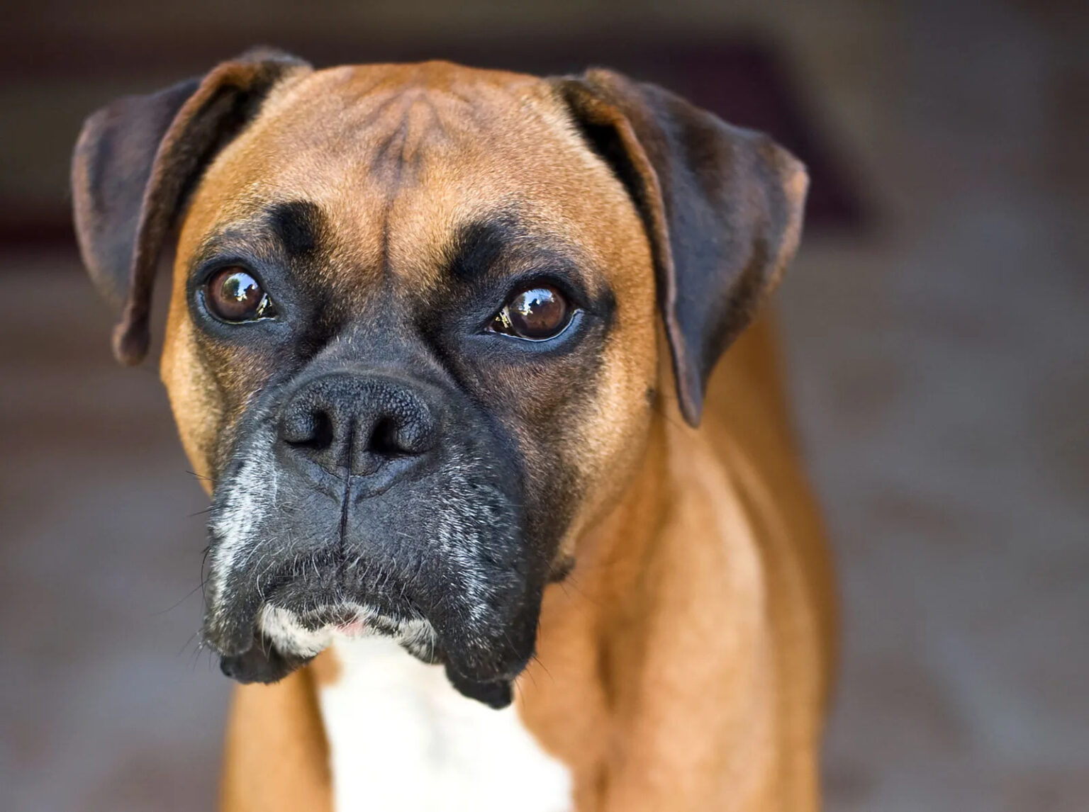Ikman LK Dog: Find Your Dream Pet in Sri Lanka's Top Listings - History ...